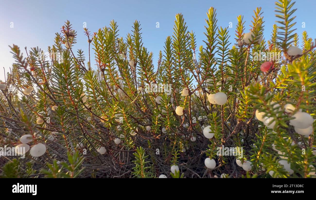 Corema album camarinha portuguese crowberry hi-res stock photography ...