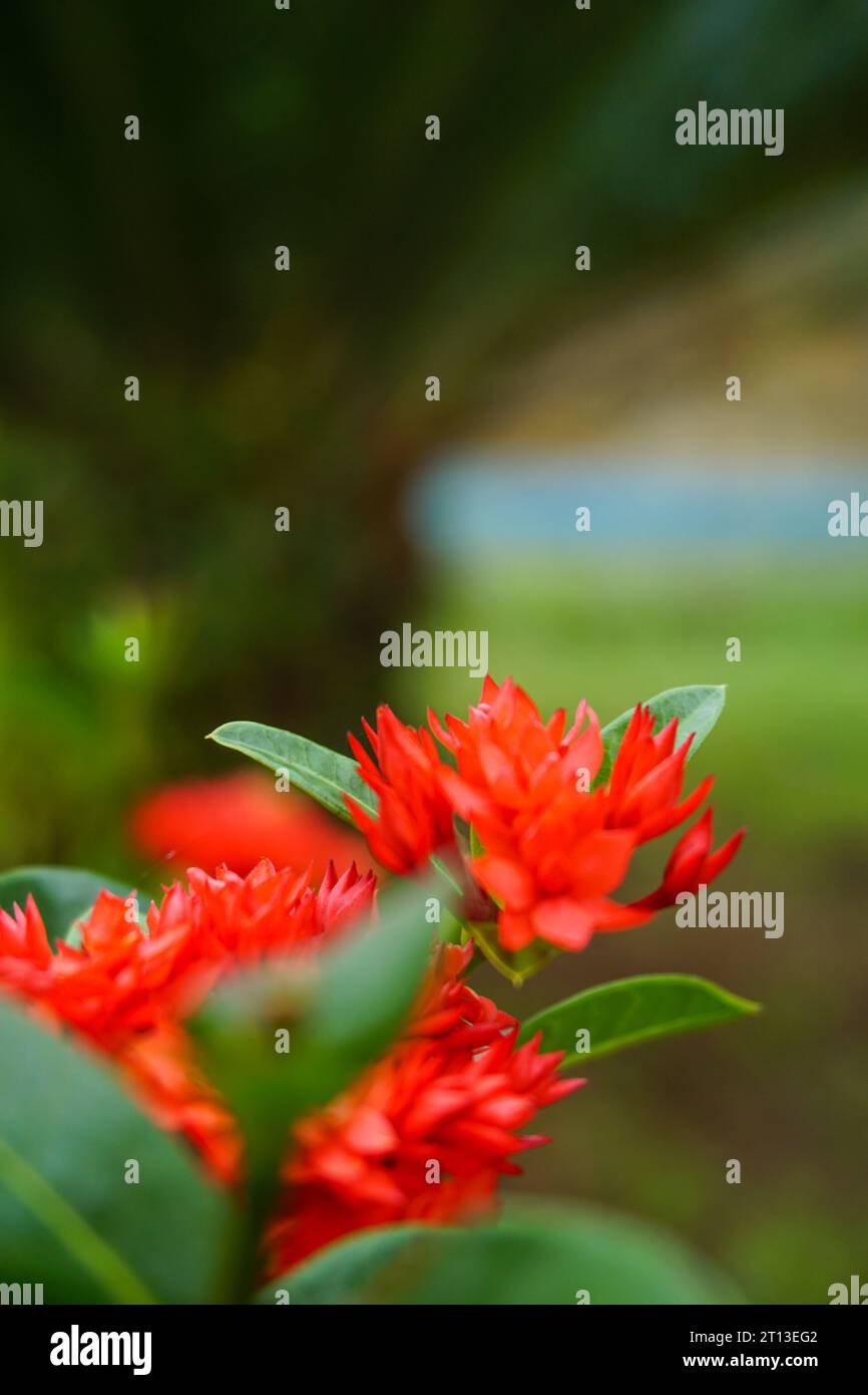 Stock photo of modern home garden composition filled with many ...