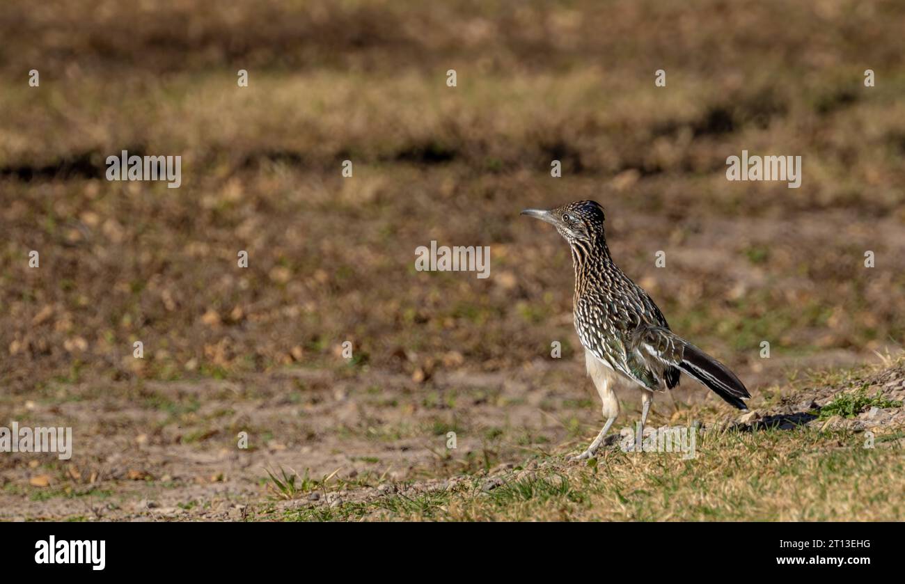 Roadrunner at big bend national park hi-res stock photography and ...