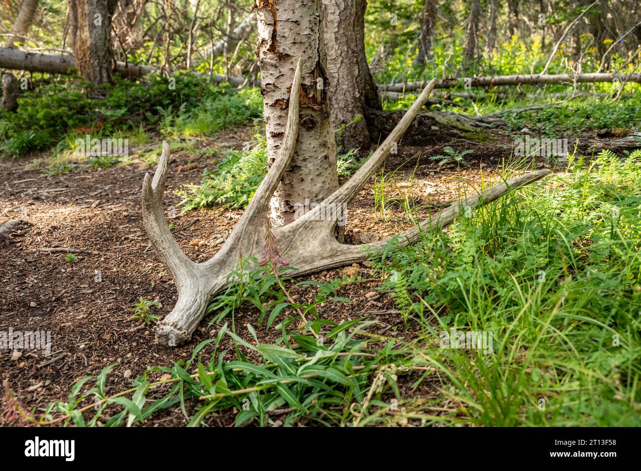 Single Moose Antler Left Behind from a Previous Season in Rocky ...