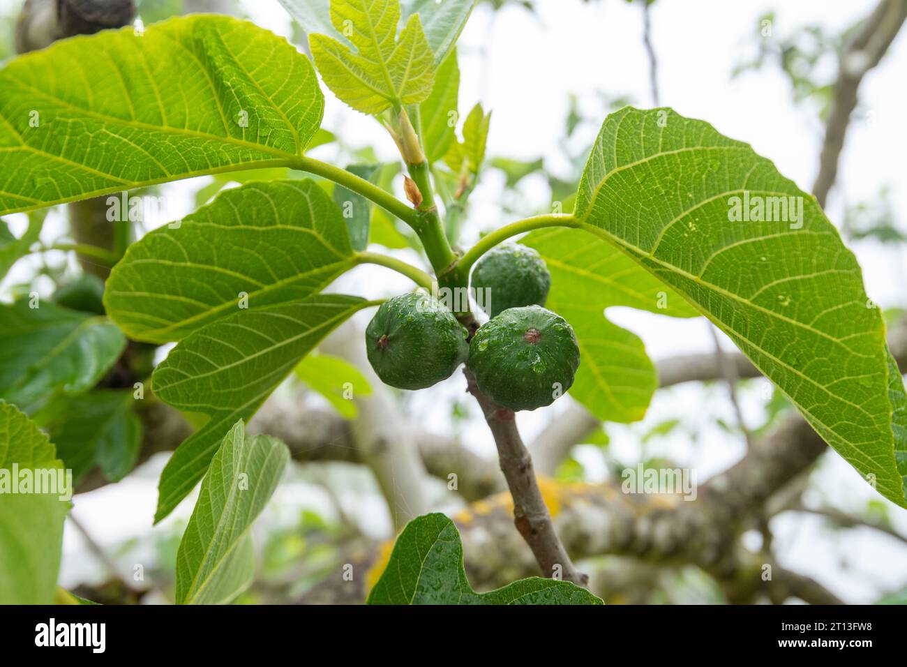 Figs on a Tree in Italy Stock Photo - Alamy