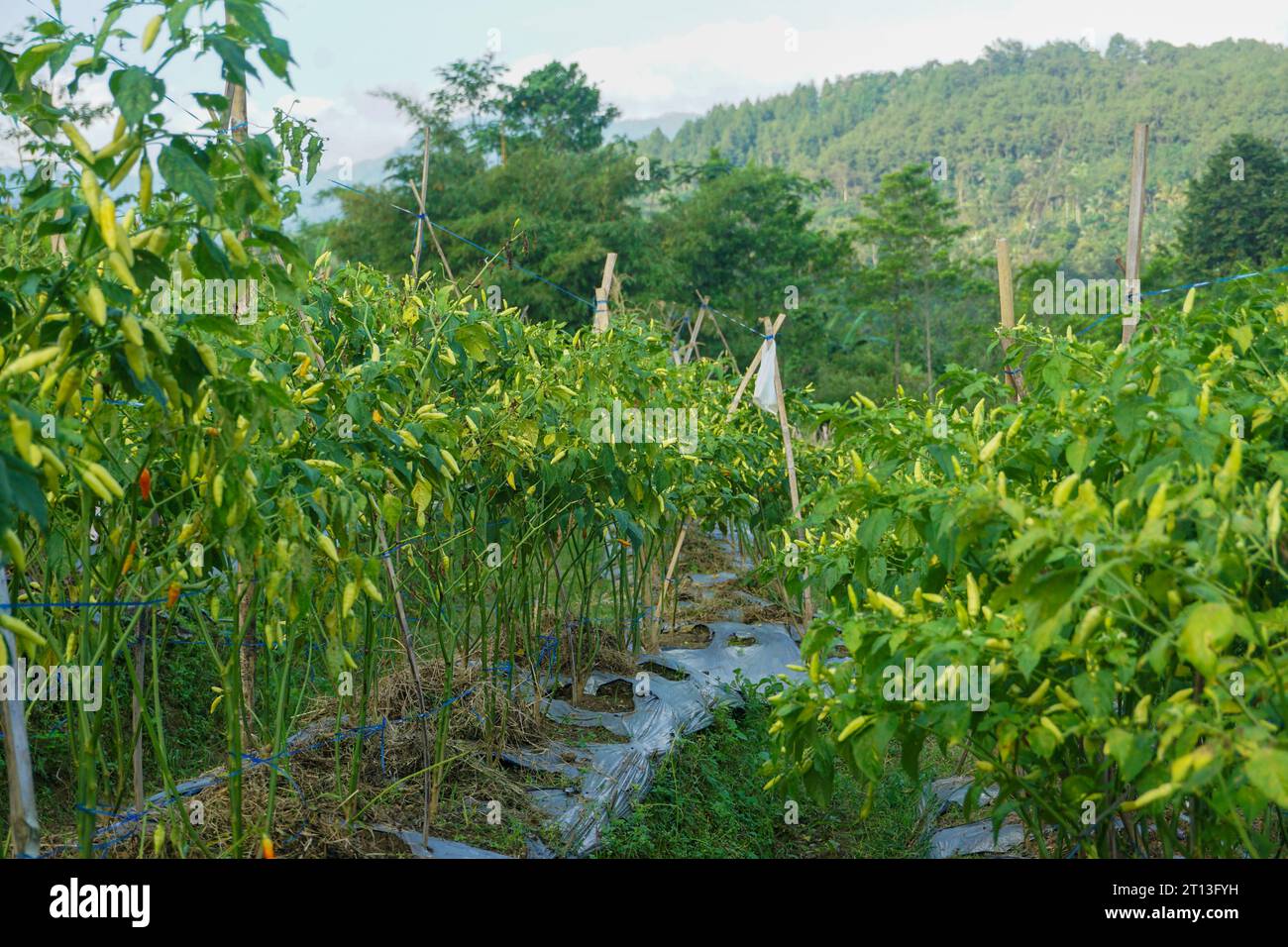 Stock photo of modern home garden composition filled with many ...