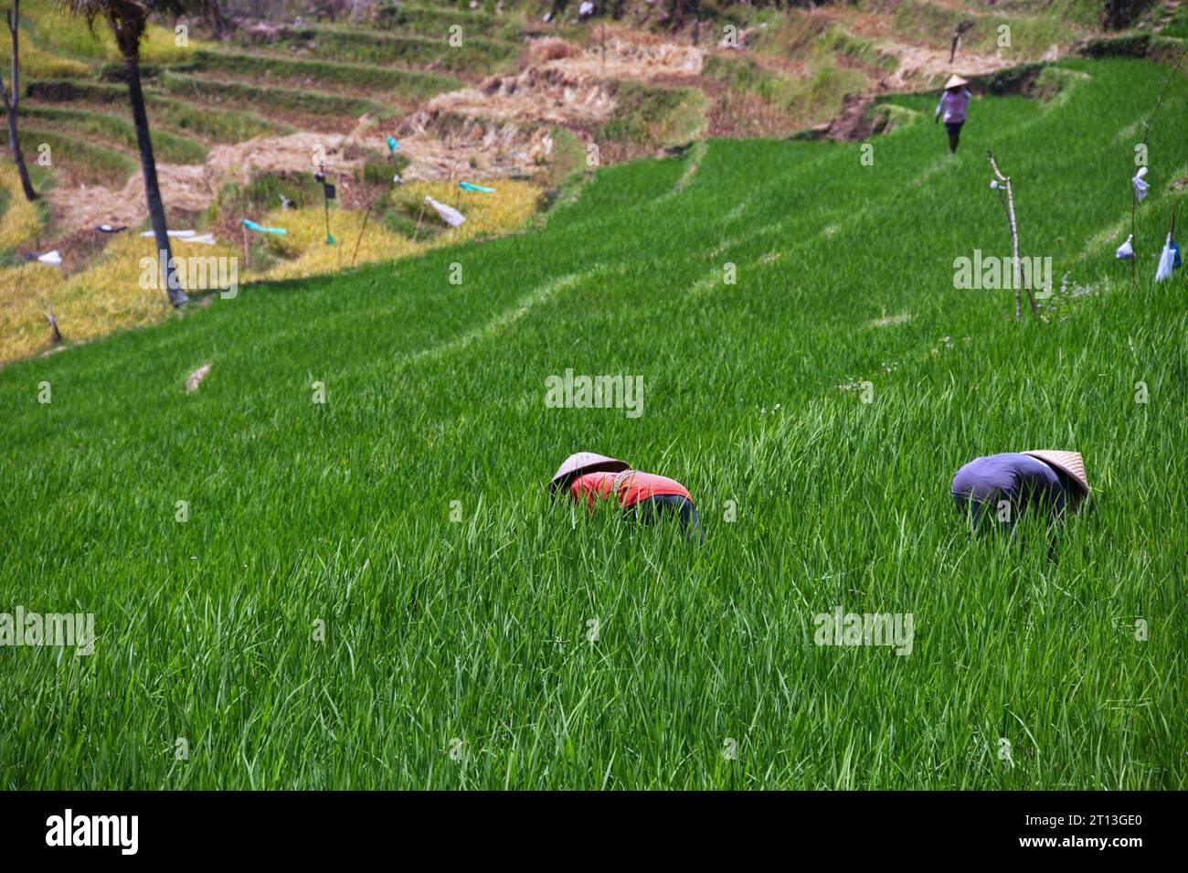 Rice picker hi-res stock photography and images - Alamy