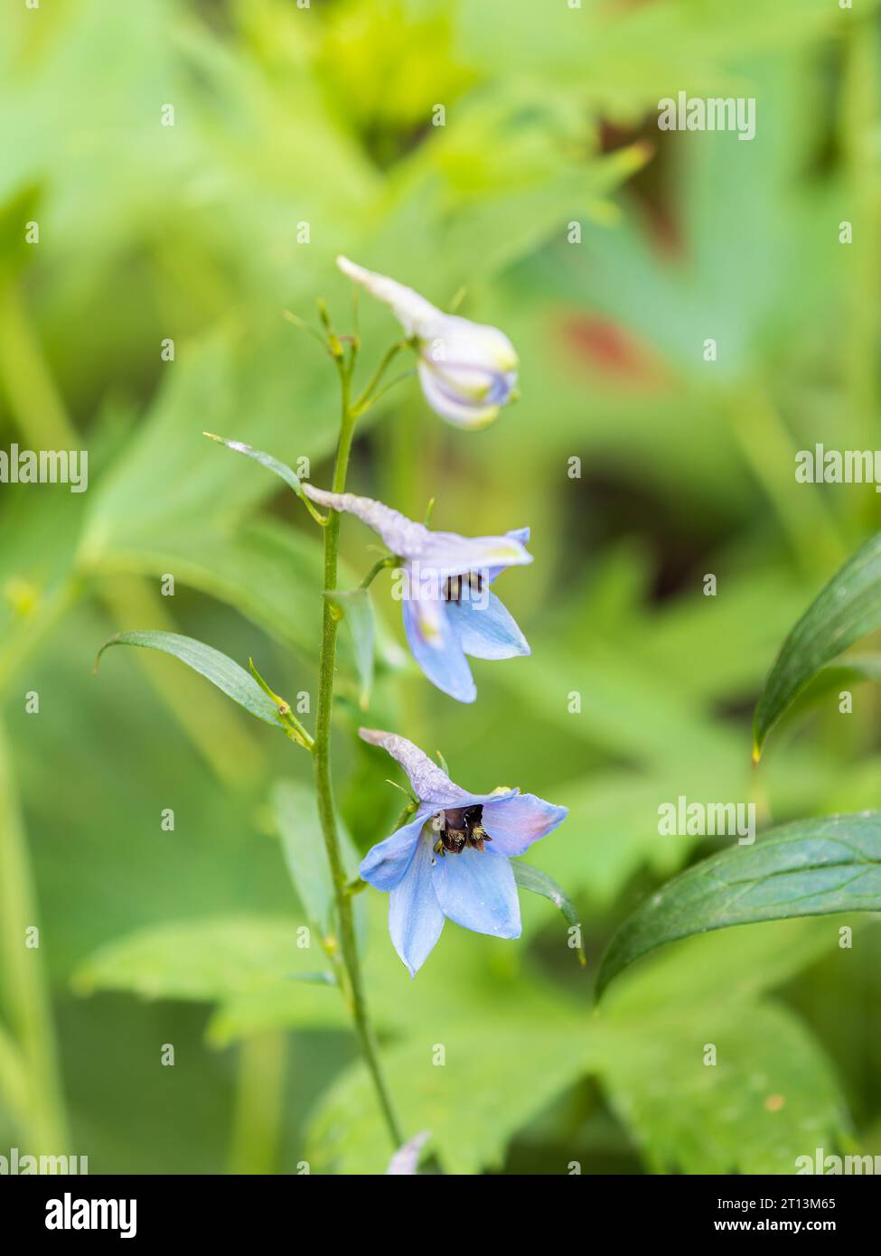 Close up of a delphinium elatum flower in bloom. Purple blue flowers of ...