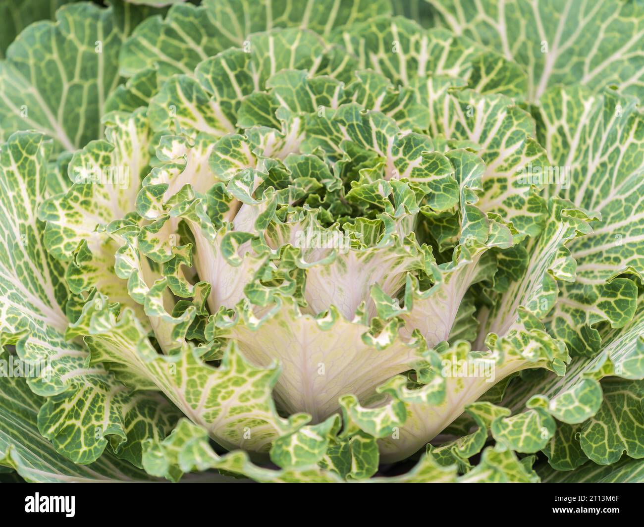 Close up of endless field with green leaves and purple veins of red ...