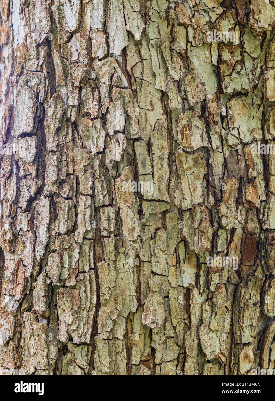 Texture of the bark of an old apple tree, background. Detailed bark ...