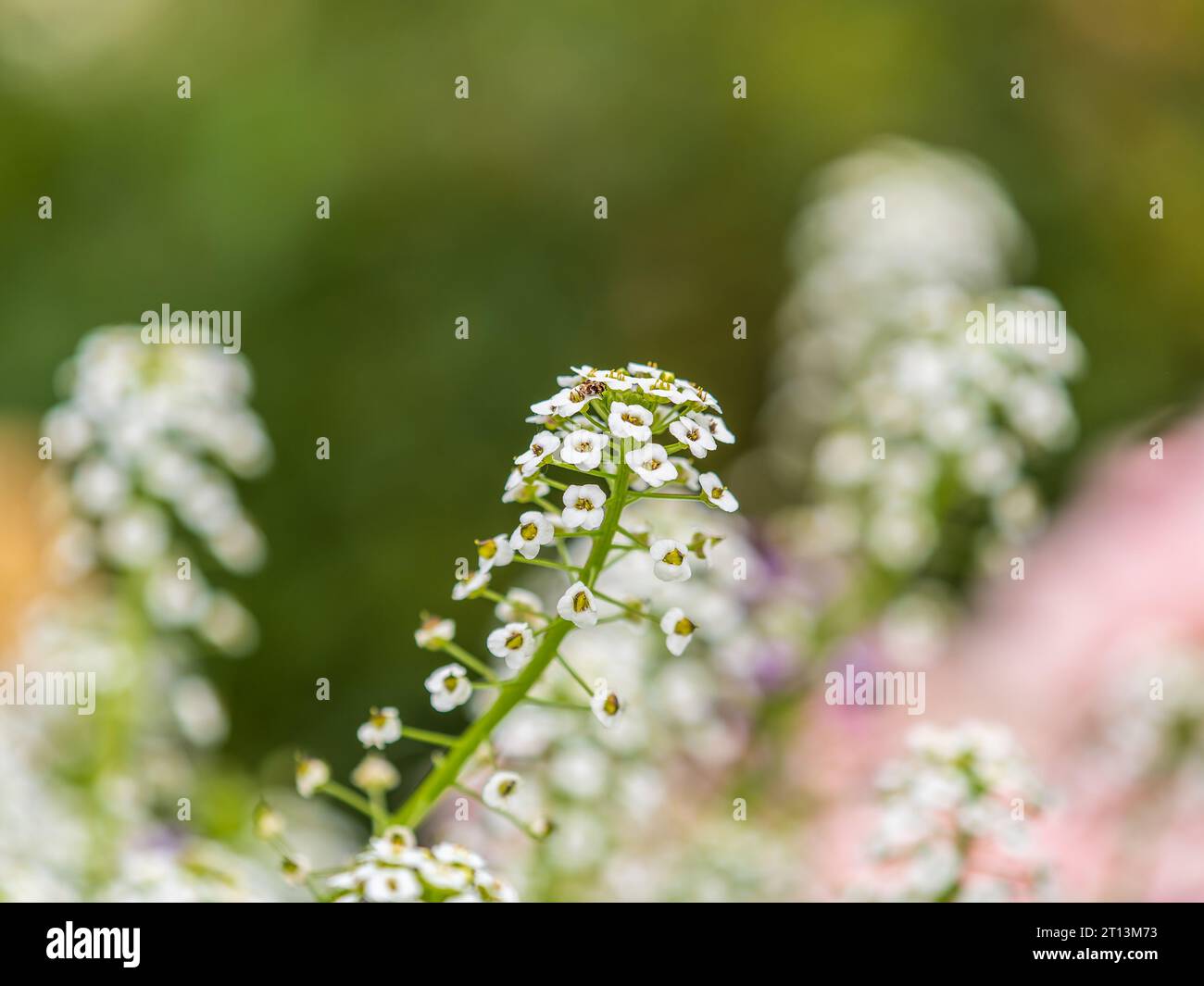 Dainty purple and white flowers of Lobularia maritima Alyssum maritimum ...