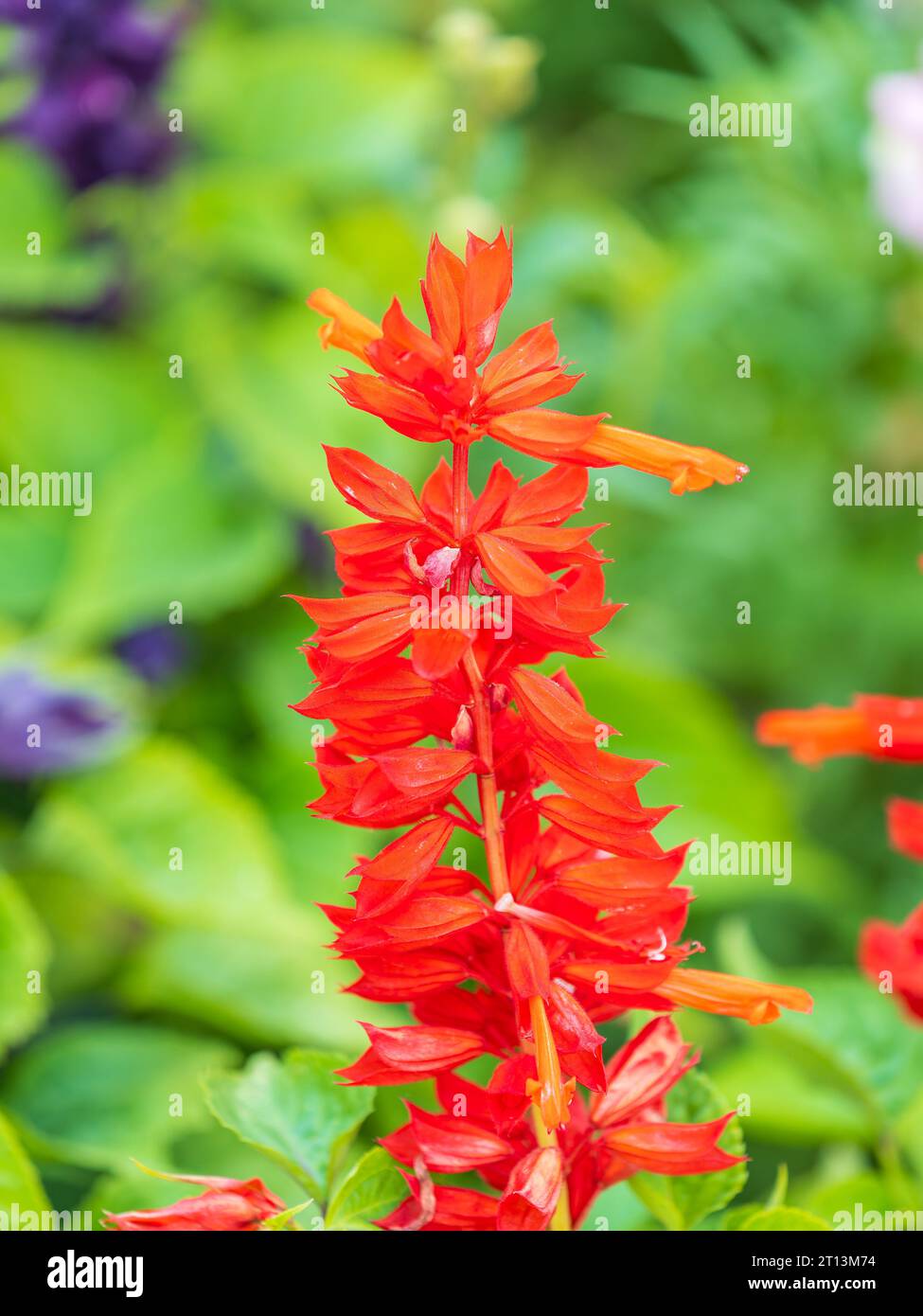 Red salvia flowers, salvia splendens, in the flower garden. Garden ...