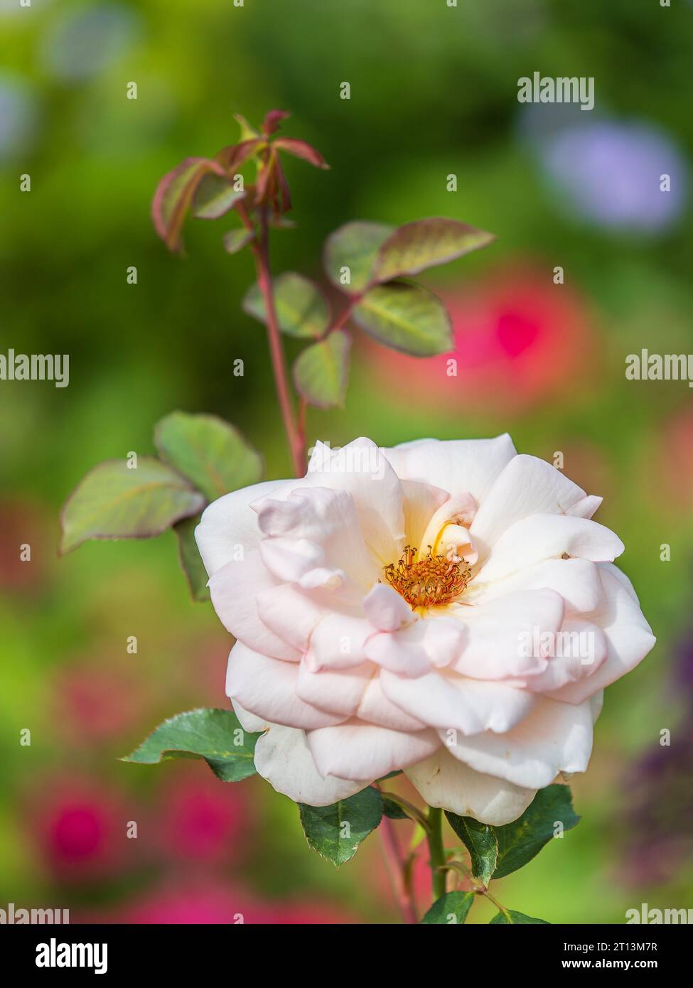 Rosa odorata wihite flowers with burred background. Roses from the kind ...