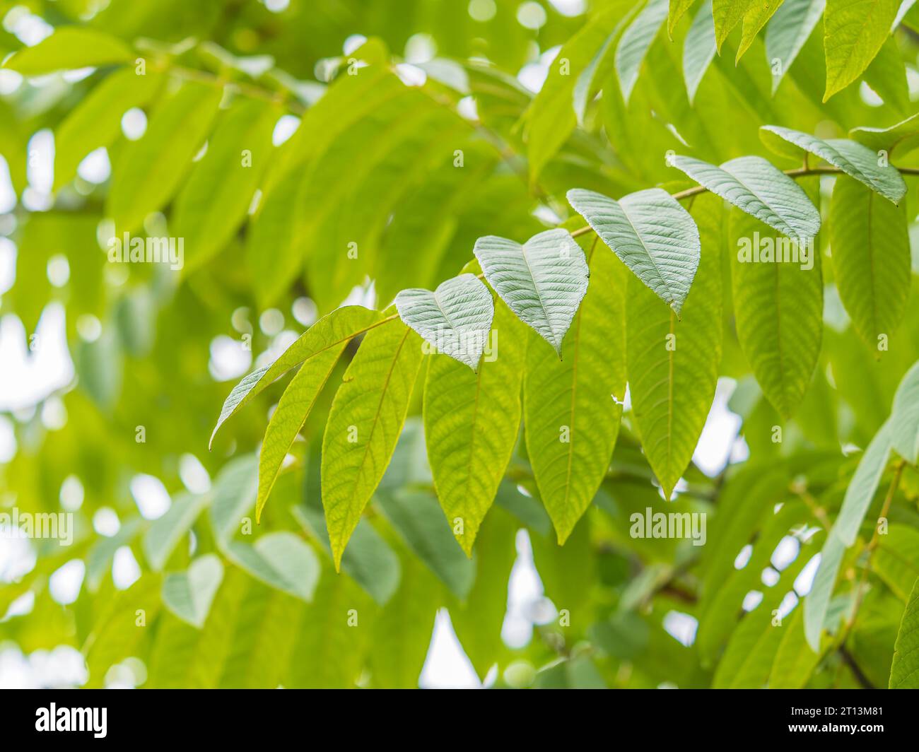 Branch with fresh green leaves of Juglans mandshurica, Manchurian ...