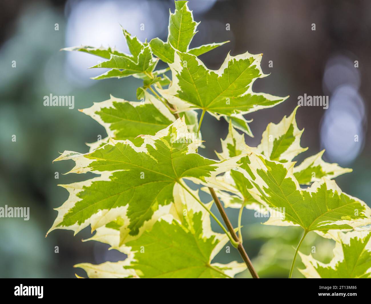 Green and white foliage of Norway Maple 'Drummondii' - Acer platanoides ...