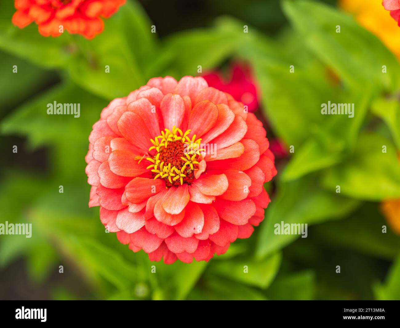 Red Zinnia flowers. Flowers zinnia elegans. Color nature background ...