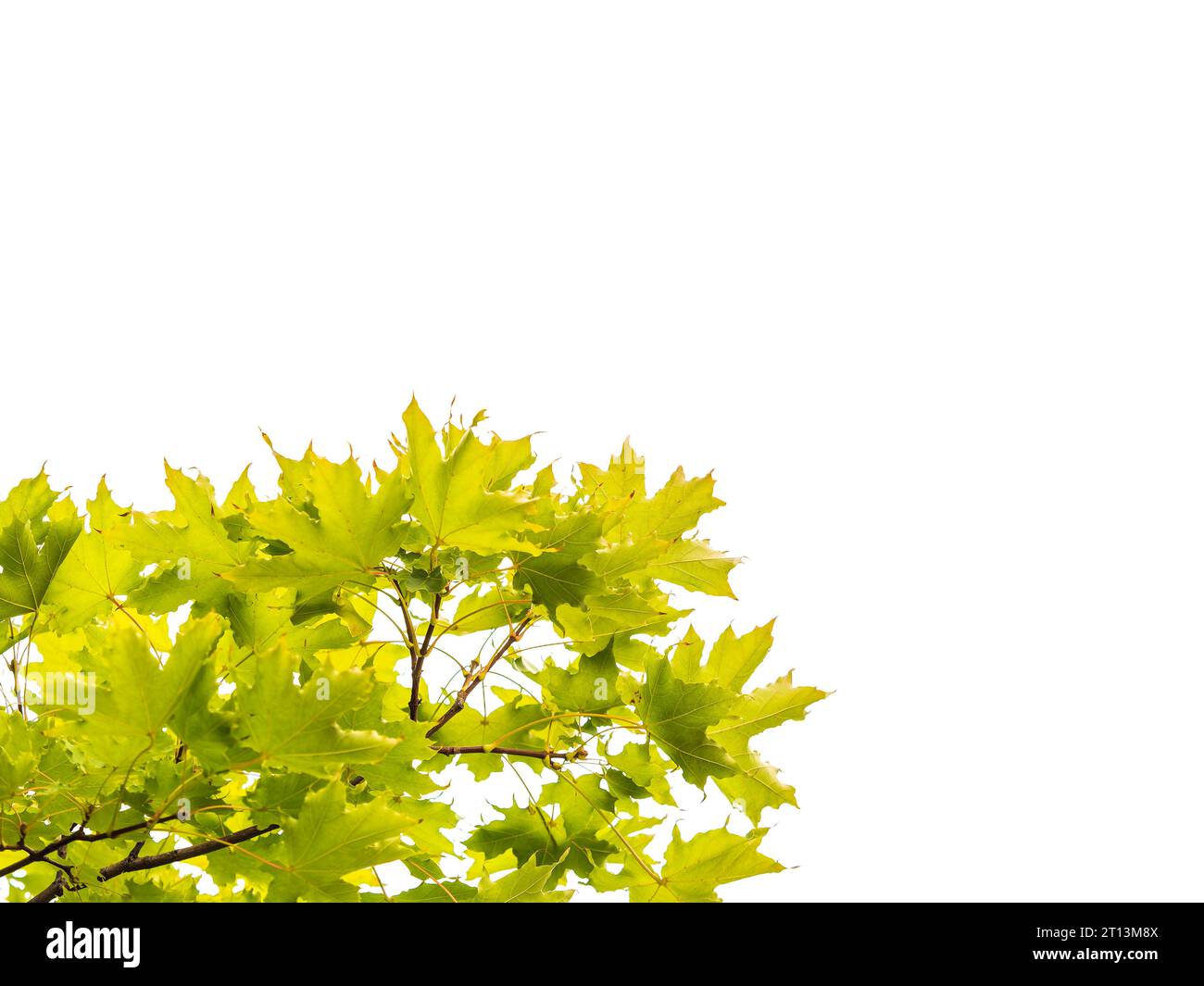 Summer branches of maple tree with green leaves and seeds. Summer ...