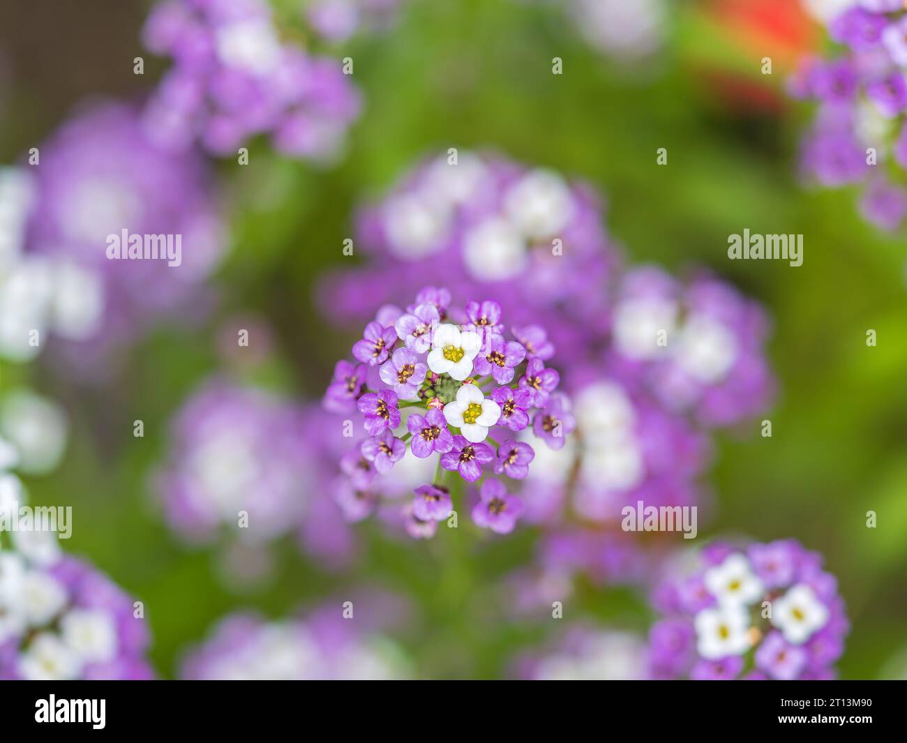 Verbena bonariensis flowers, Argentinian Vervain or Purpletop Vervain ...