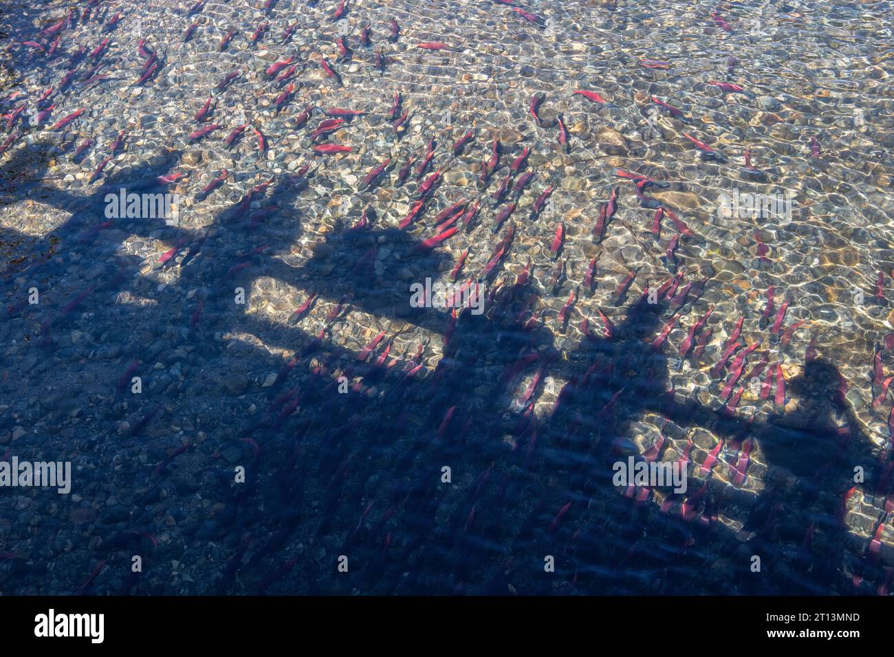 The shadow of people watching a salmon migration from a bridge is cast ...