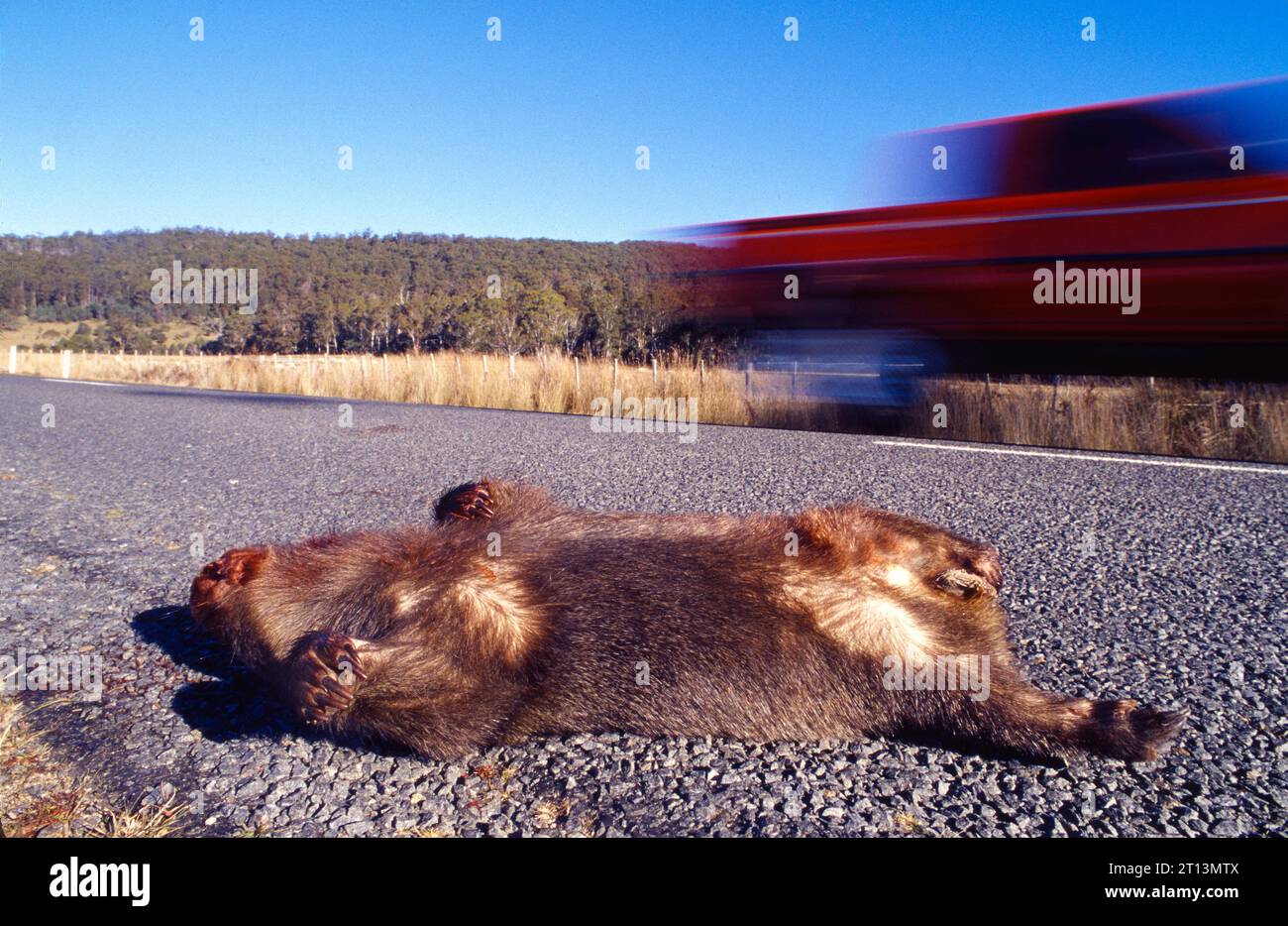 Dead wombat, roadkill on Tasmanian highway with passing car Stock Photo ...