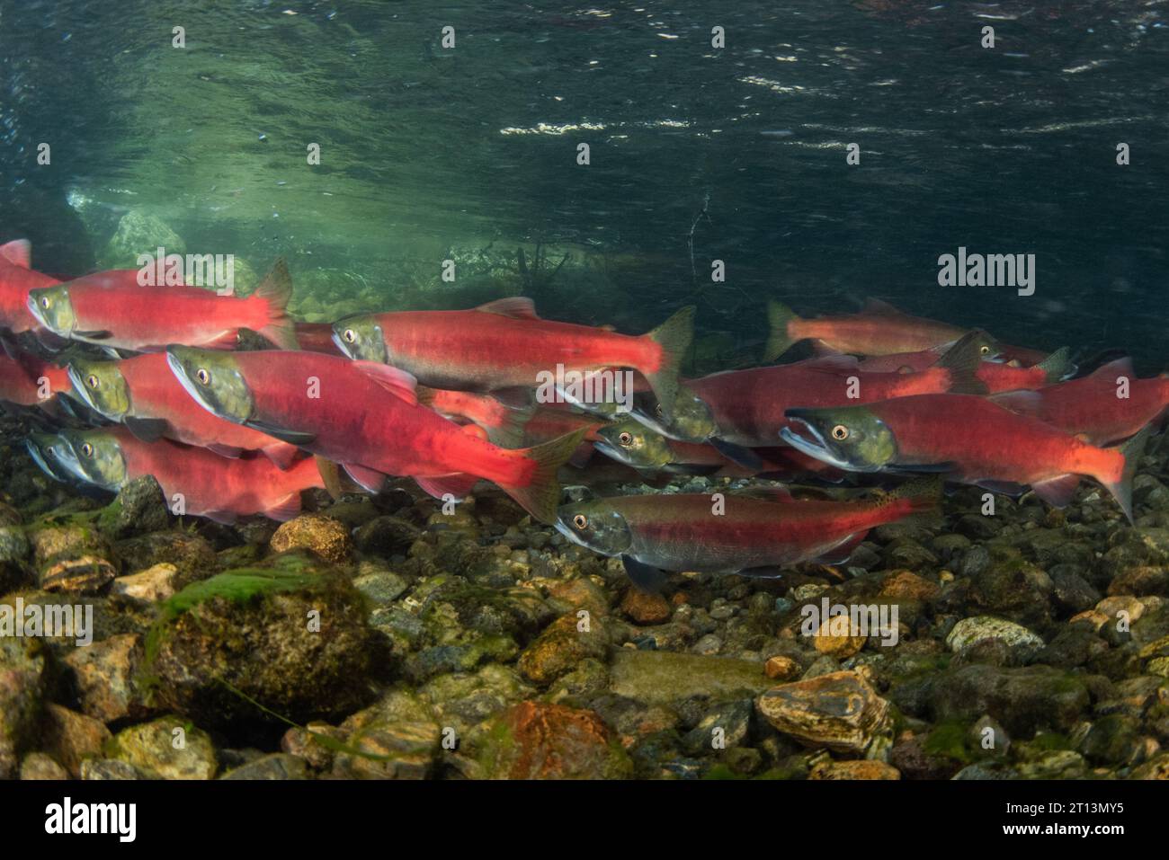 kokanee salmon (Oncorhynchus nerka), the fish are schooling together ...