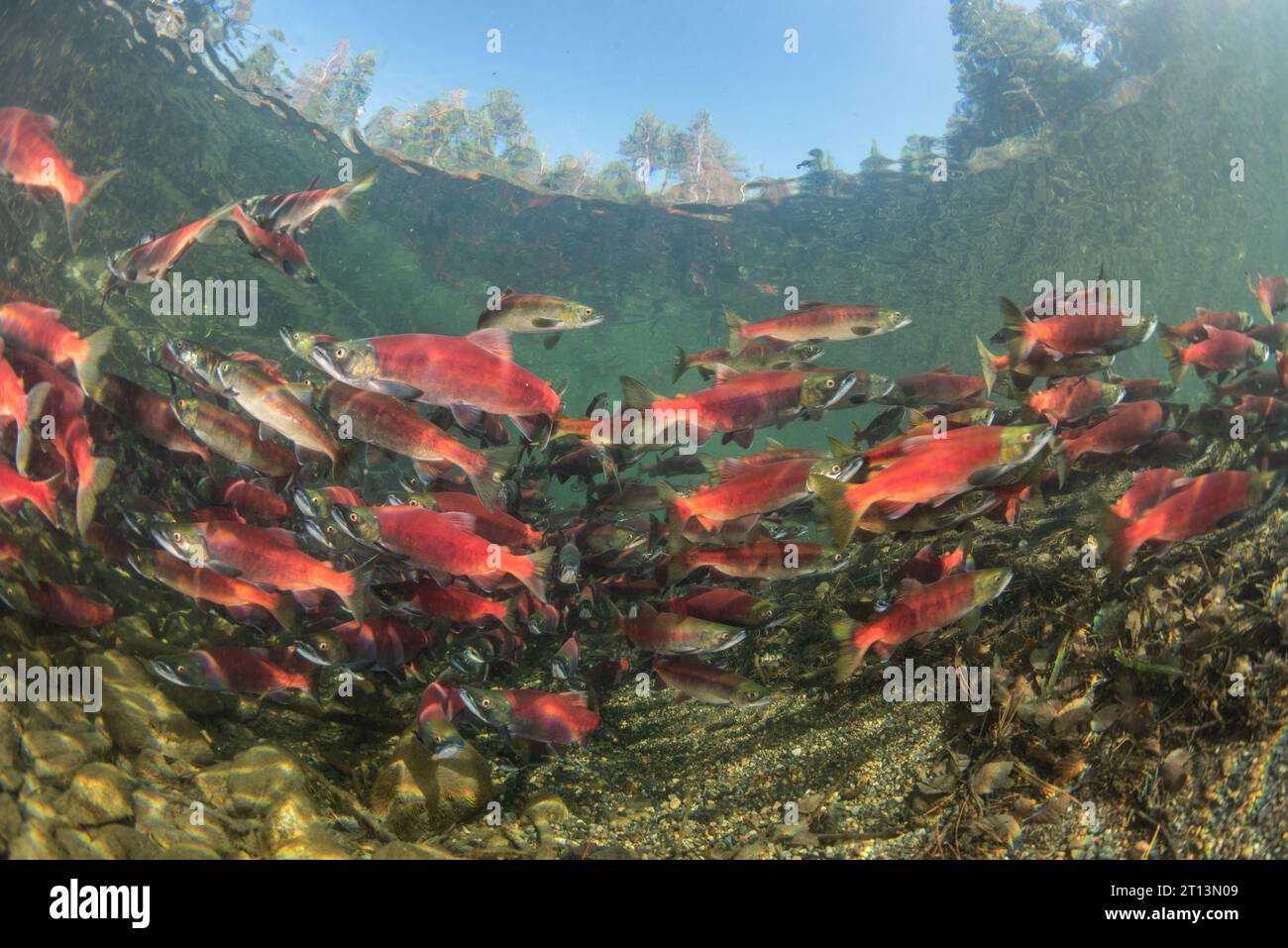 kokanee salmon (Oncorhynchus nerka), the fish are schooling together ...