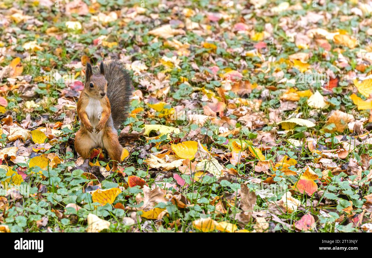 Yellow ground squirrel hi-res stock photography and images - Alamy