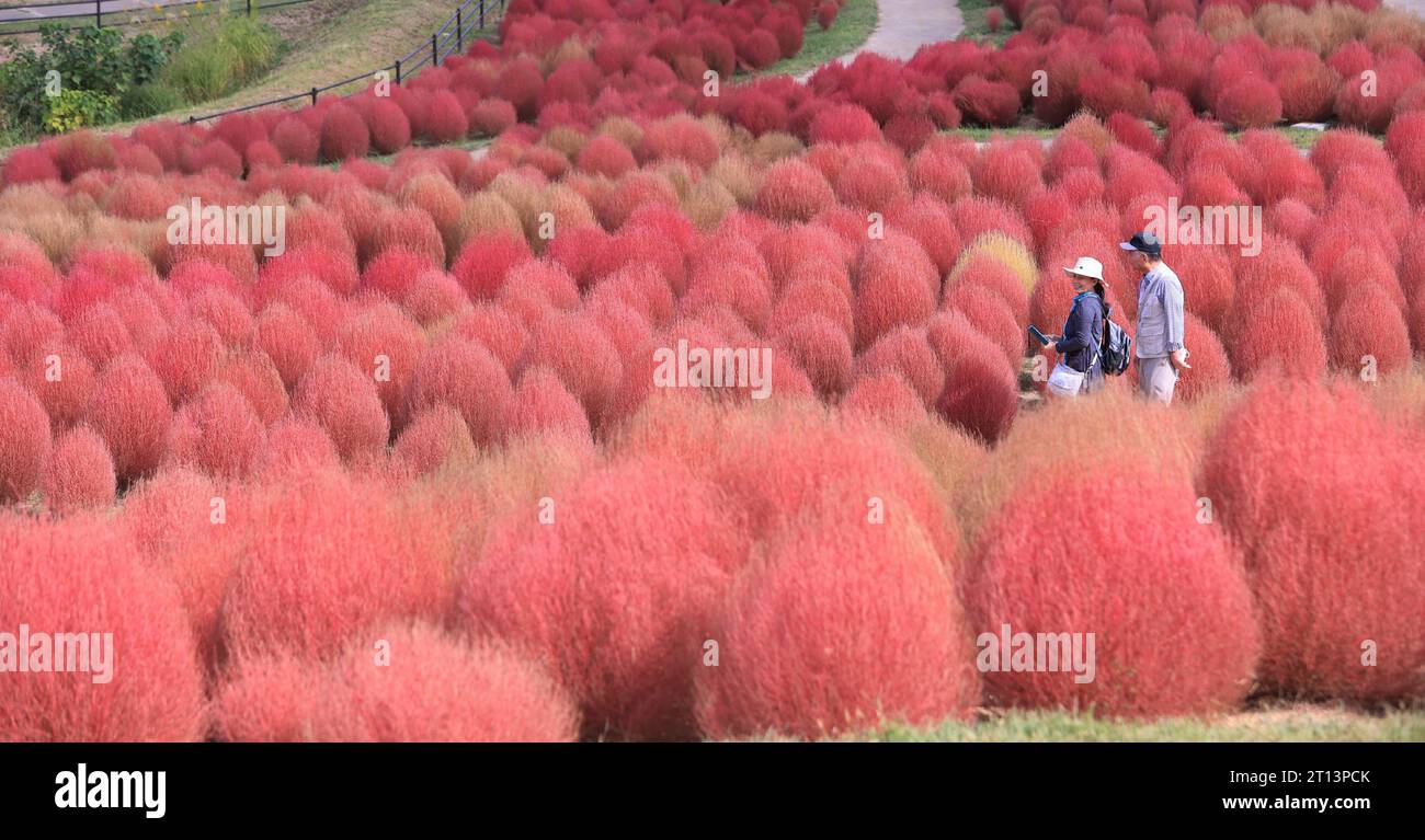 Kochia turns red in autumn in Japan Bright red kochia cover a hill at a ...