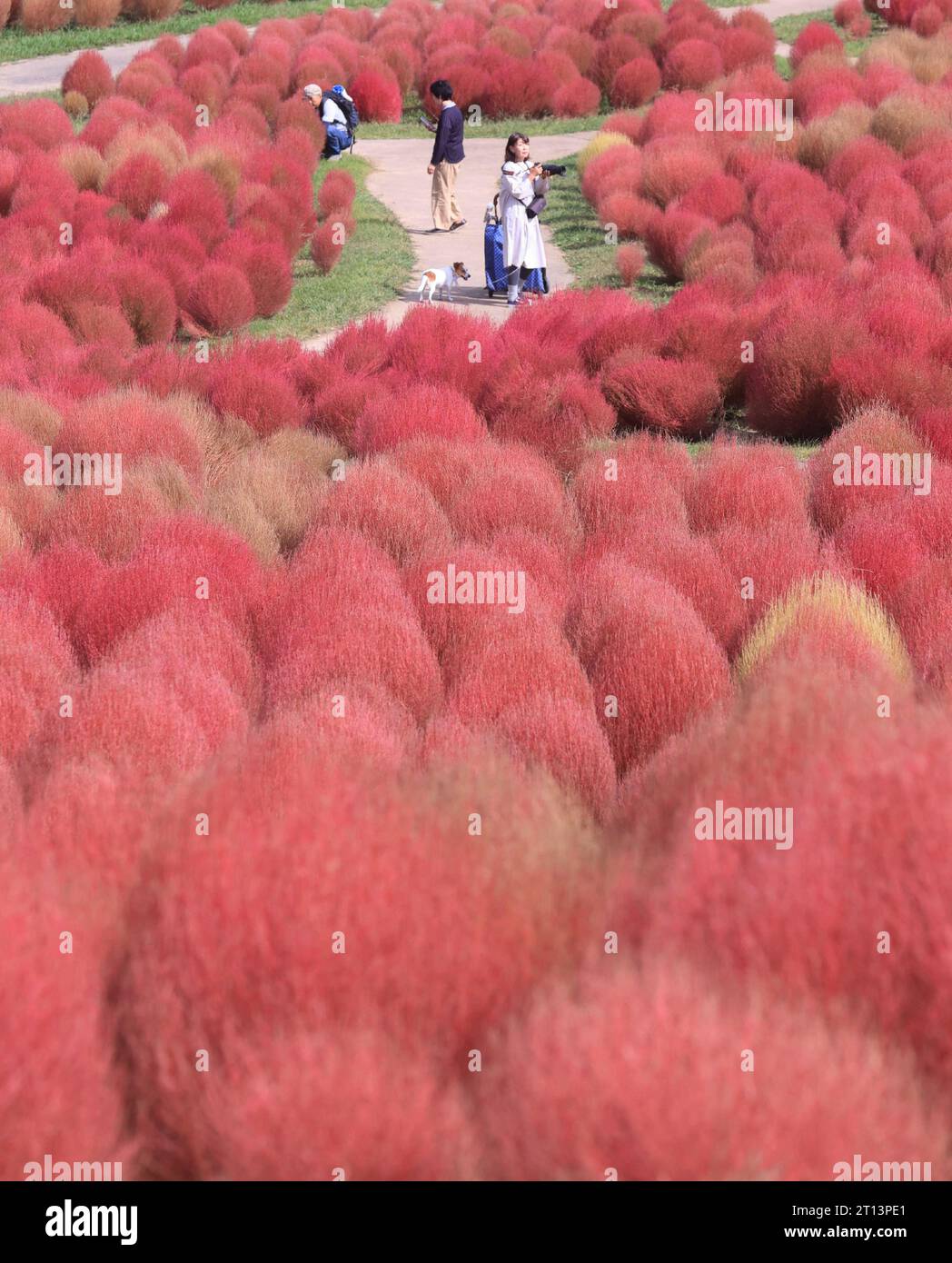 Kochia turns red in autumn in Japan Bright red kochia cover a hill at a ...