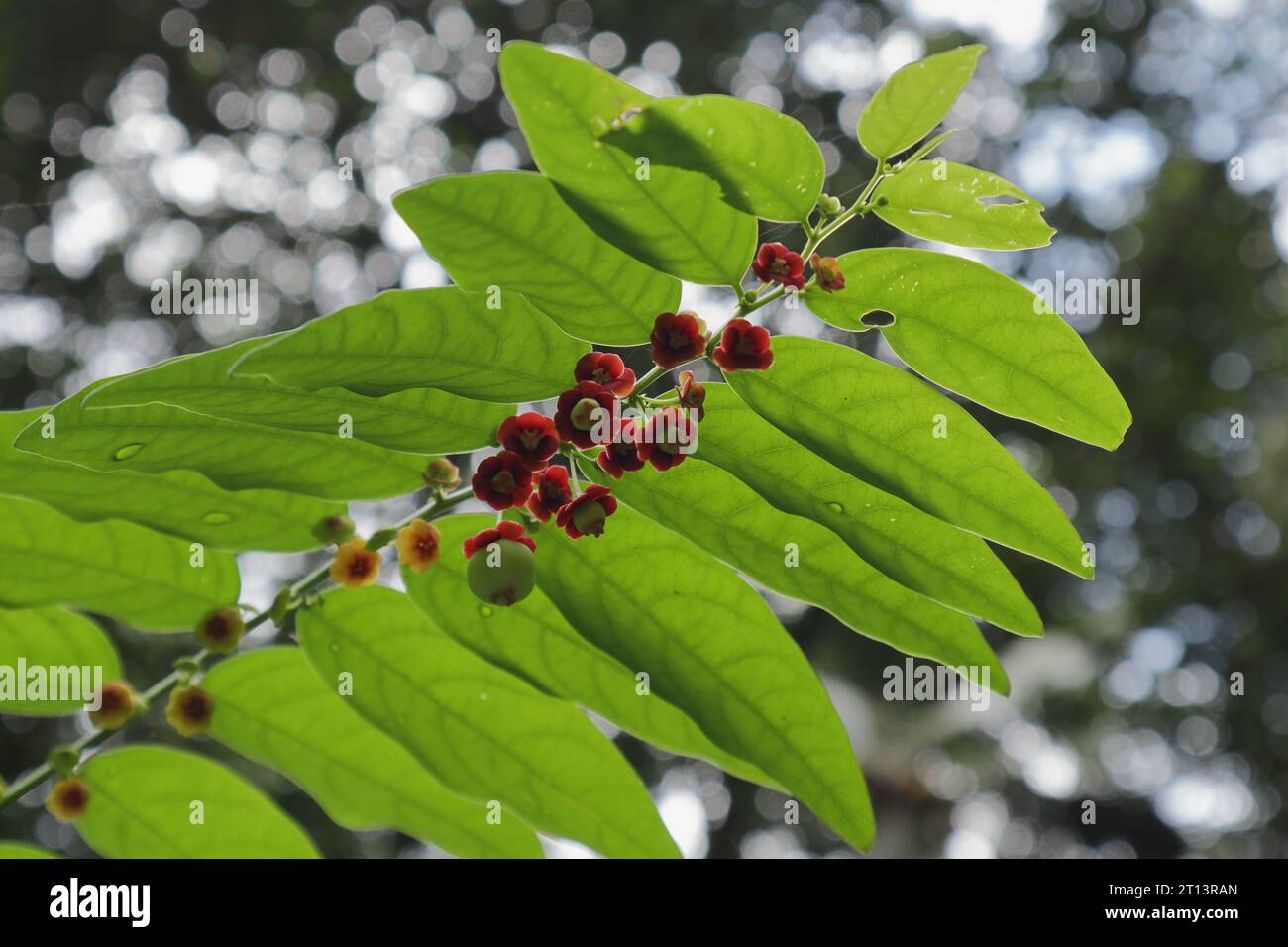 Low angle view of a Star gooseberry (Sauropus Androgynus) leaf with ...