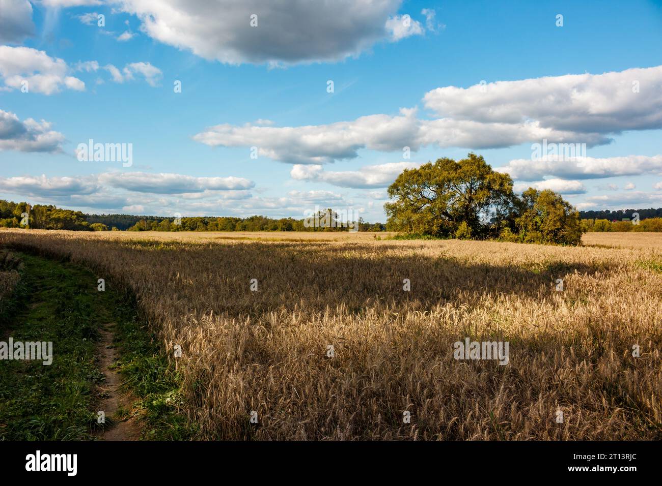 A spreading willow crown in the middle of a yellow cereal field. Farmer ...