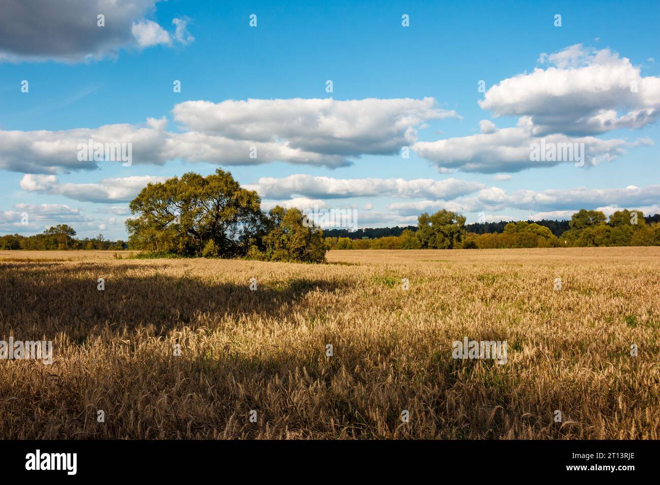 A spreading willow crown in the middle of a yellow cereal field. Farmer ...