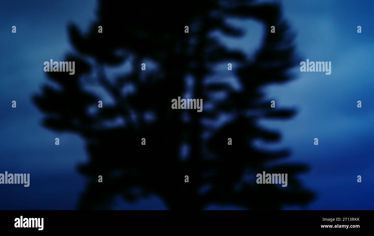 Heavily diffused pine tree thru an antiquated window creates a natural ...