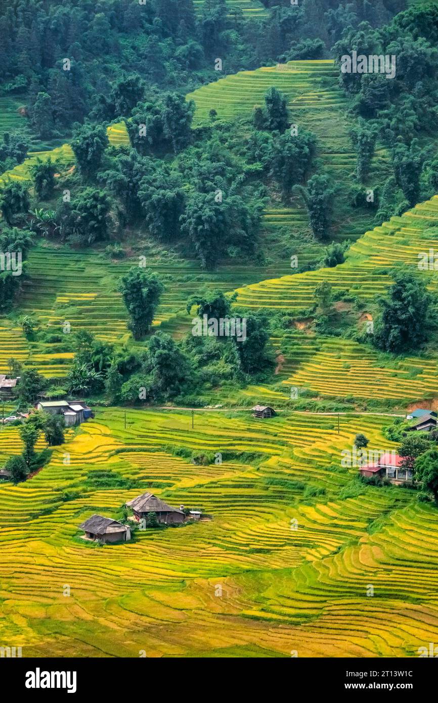 Aerial view of rice field or rice terraces , Sapa, Vietnam. Lao Chai ...