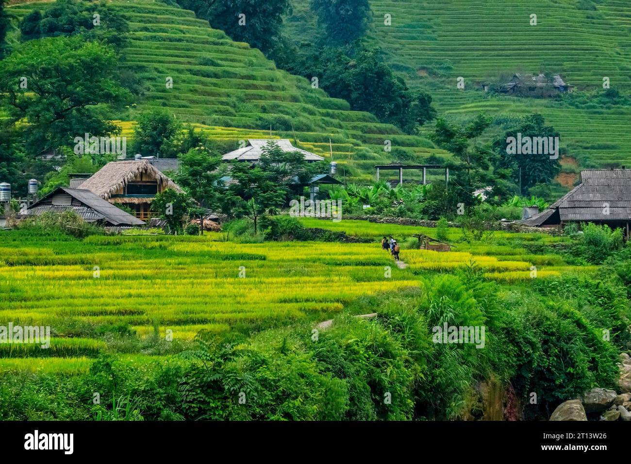 Aerial view of rice field or rice terraces , Sapa, Vietnam. Lao Chai ...