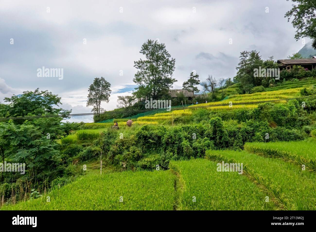 Aerial view of rice field or rice terraces , Sapa, Vietnam. Lao Chai ...