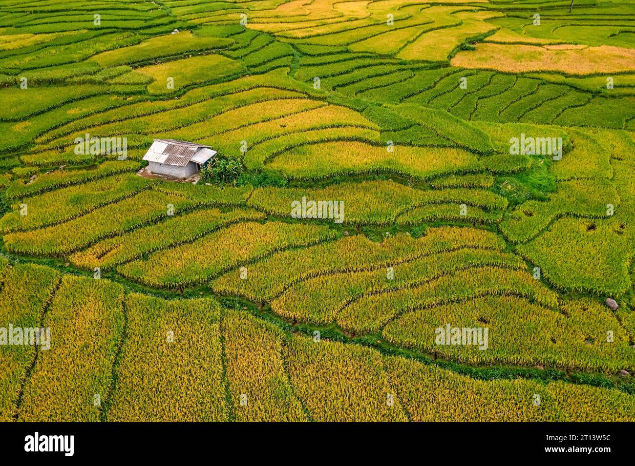 Aerial view of rice field or rice terraces , Sapa, Vietnam. Lao Chai ...