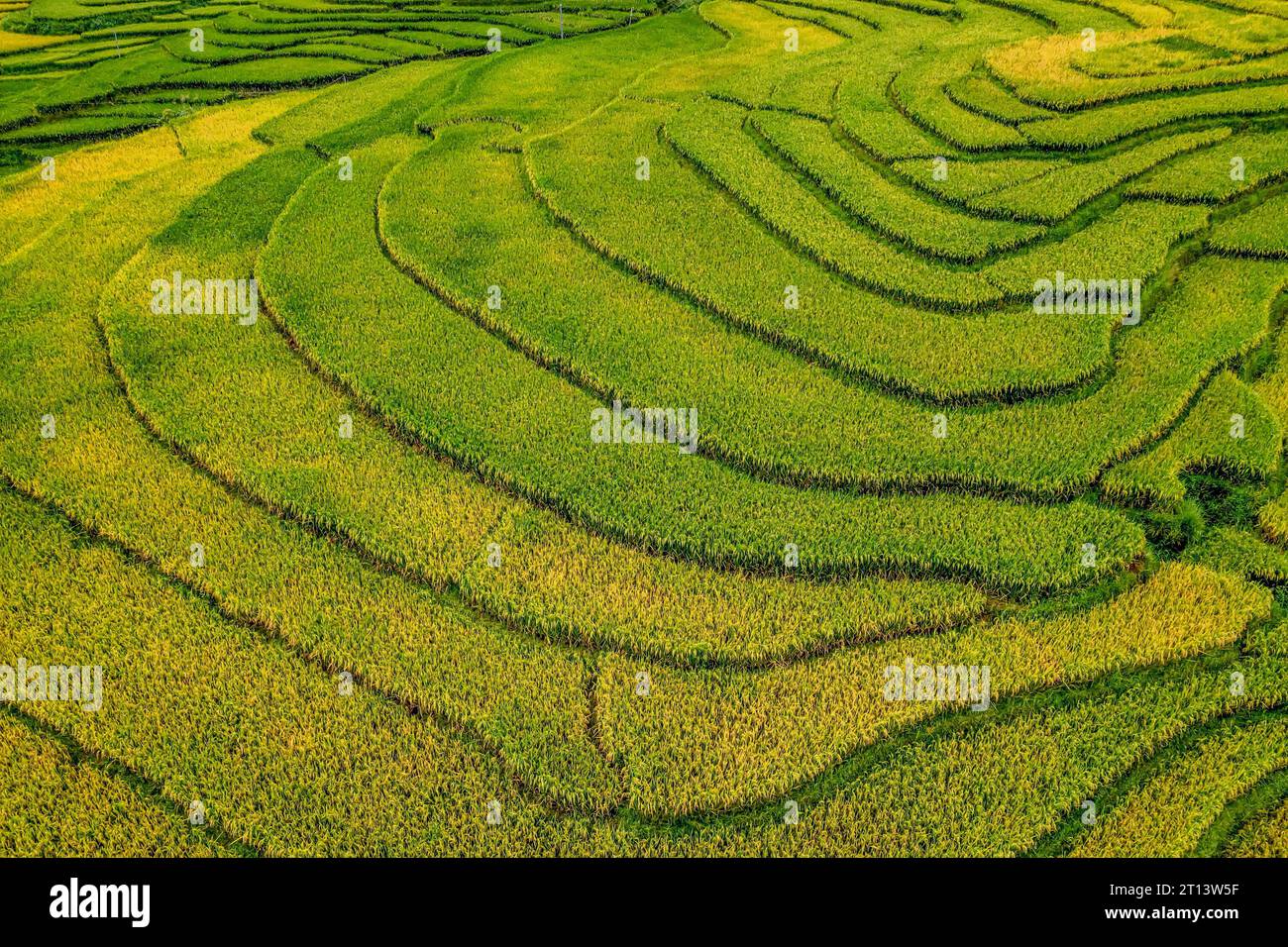 Aerial view of rice field or rice terraces , Sapa, Vietnam. Lao Chai ...