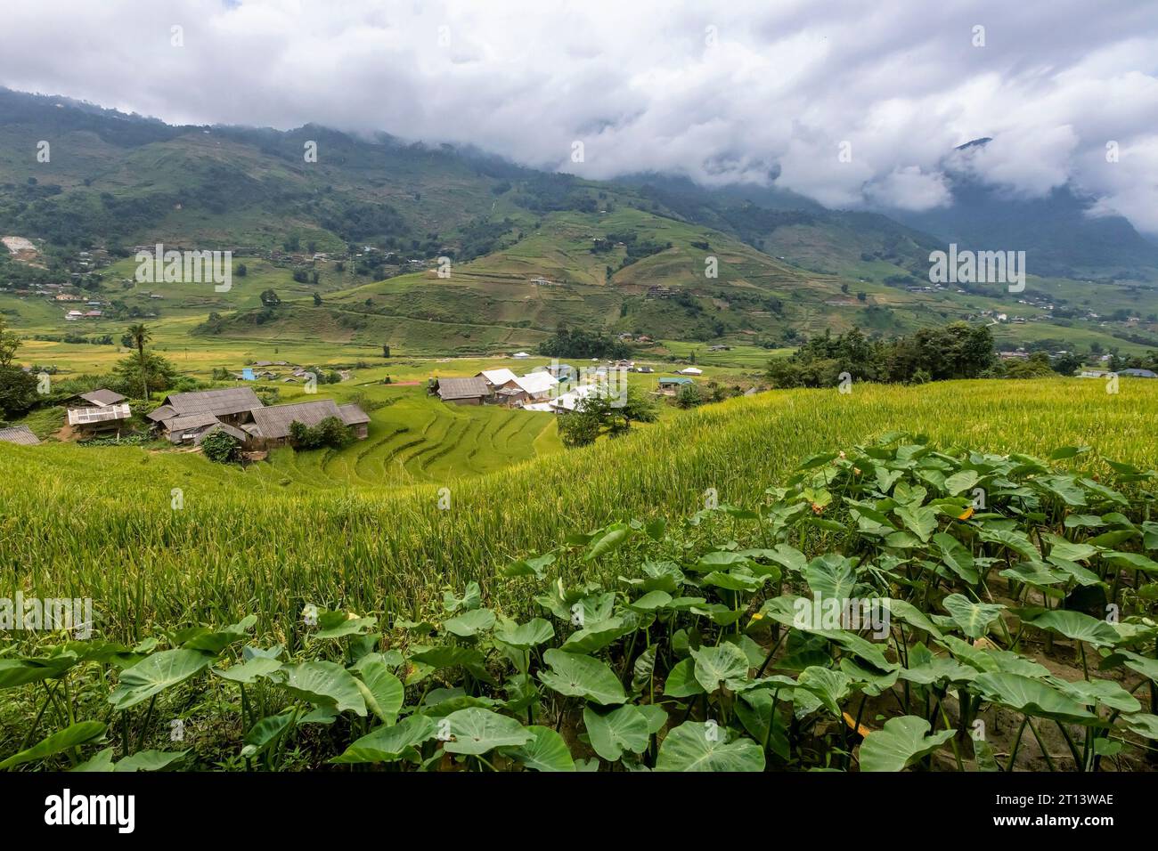 Aerial view of rice field or rice terraces , Sapa, Vietnam. Lao Chai ...