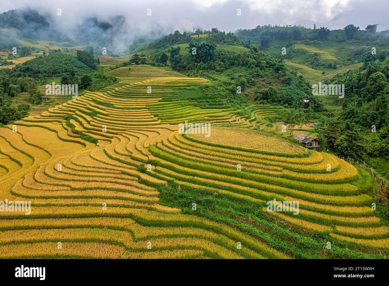 Aerial view of rice field or rice terraces , Sapa, Vietnam. Y Linh Ho ...