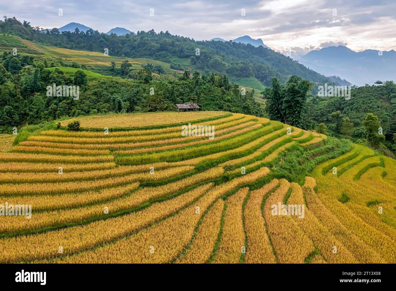 Aerial view of rice field or rice terraces , Sapa, Vietnam. Y Linh Ho ...