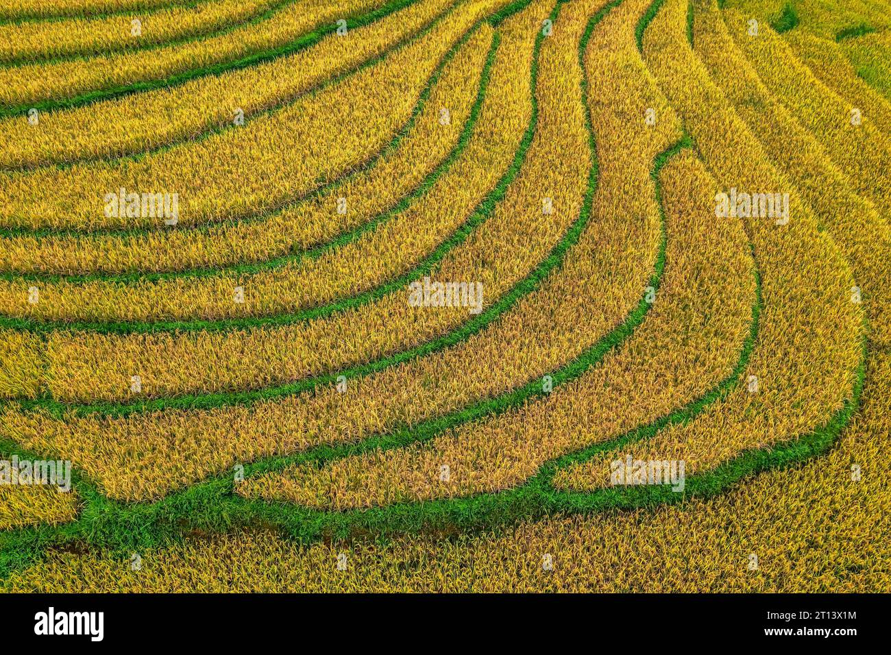 Aerial view of rice field or rice terraces , Sapa, Vietnam. Y Linh Ho ...