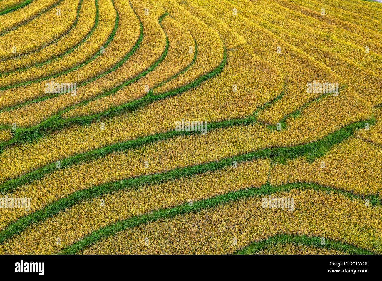 Aerial view of rice field or rice terraces , Sapa, Vietnam. Y Linh Ho ...