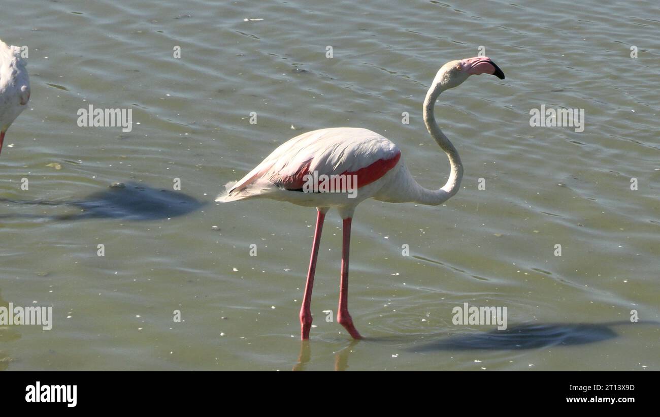 pink flamingo in a nature reserve Stock Photo - Alamy