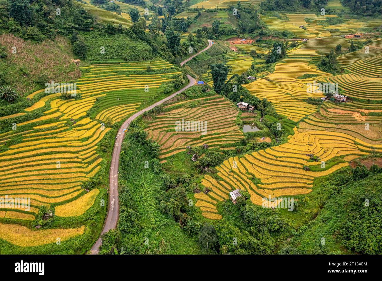 Vietnam sapa golden rice terraces hi-res stock photography and images ...