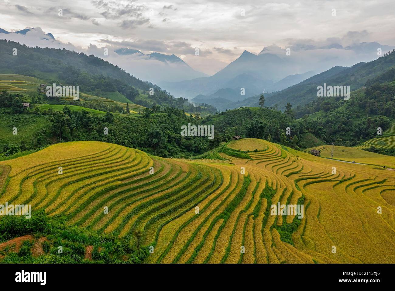 Aerial view of rice field or rice terraces , Sapa, Vietnam. Y Linh Ho ...