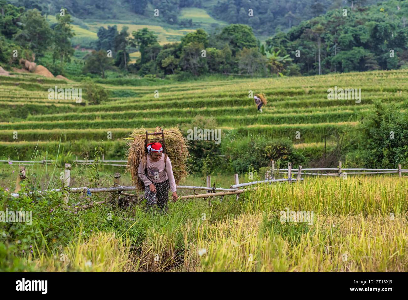 Aerial view of rice field or rice terraces , Sapa, Vietnam. Y Linh Ho ...
