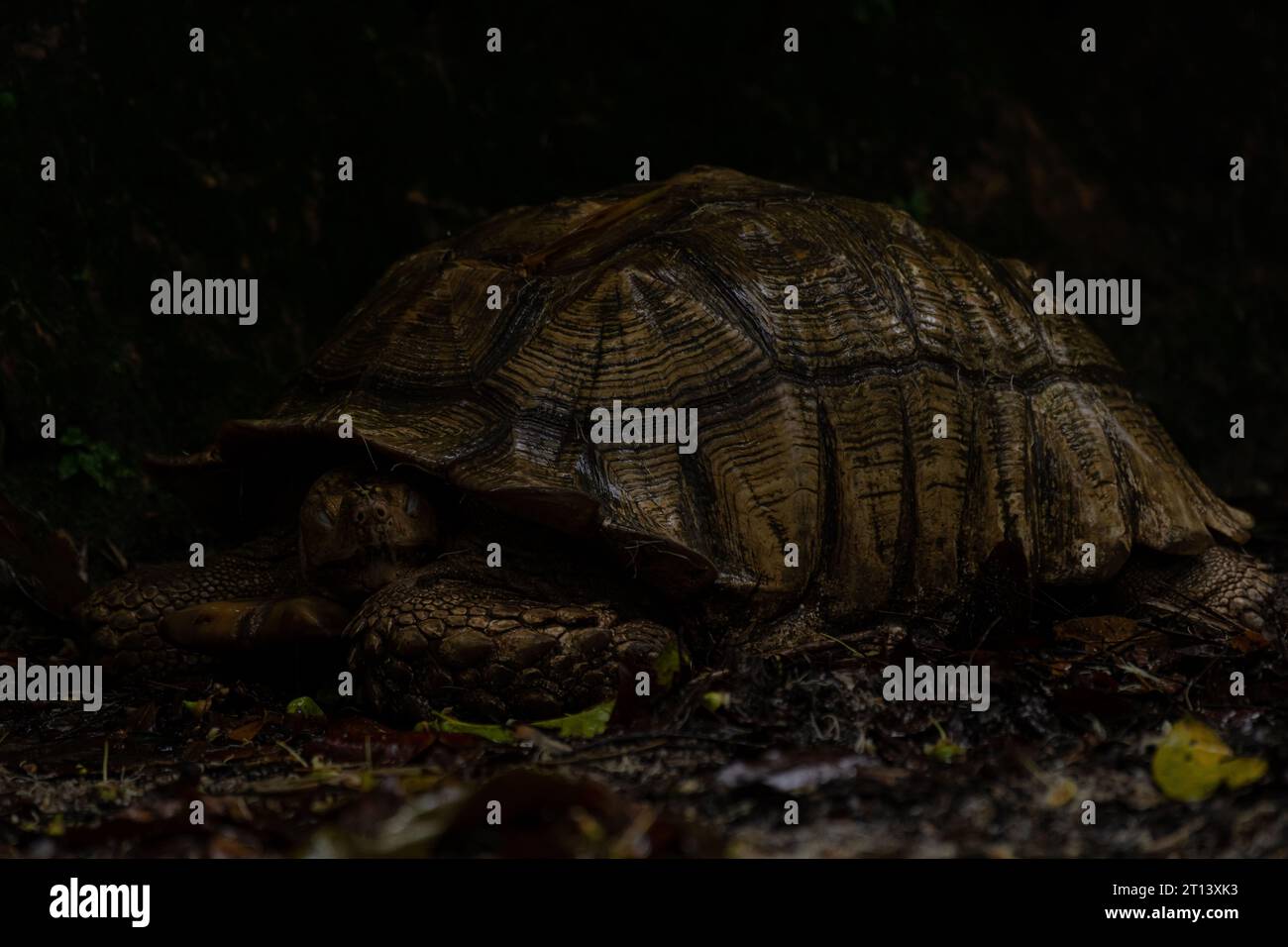 African spurred tortoise (Centrochelys sulcata), sleeping on the sand ...