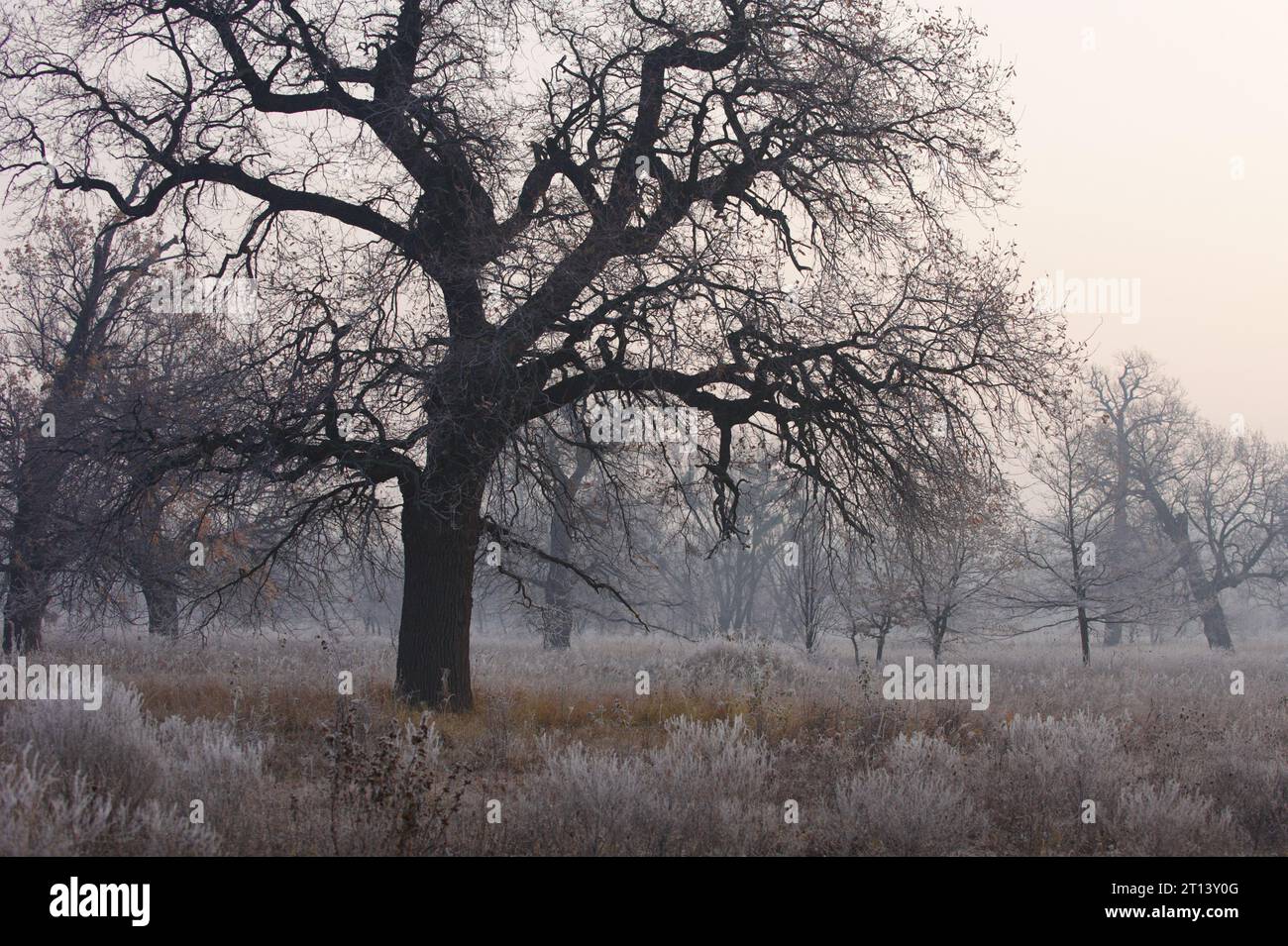 Spooky looking and very old oak tree in winter with no leaves, only ...