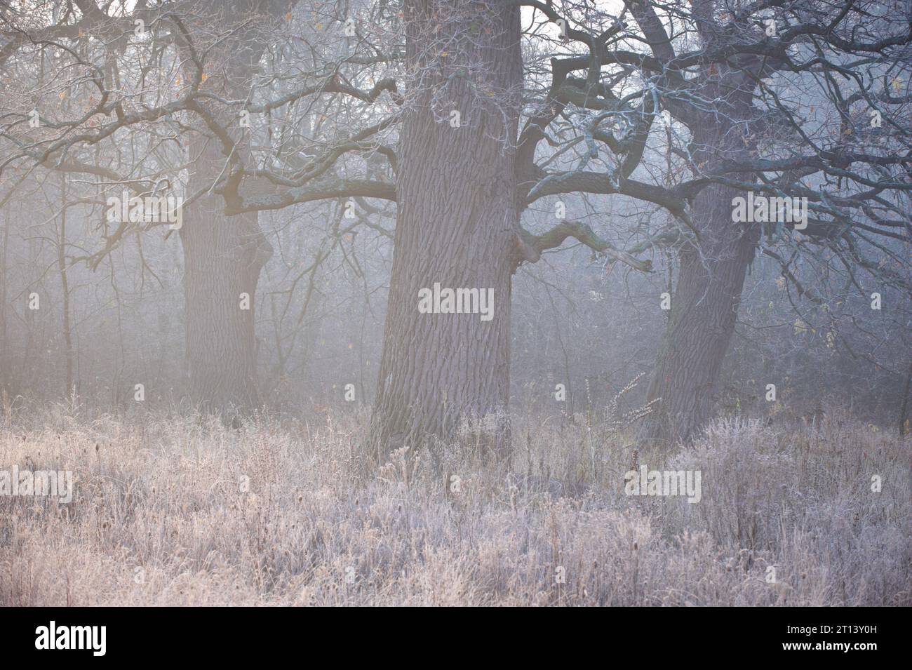 Spooky looking and very old oak tree in winter with no leaves, only ...