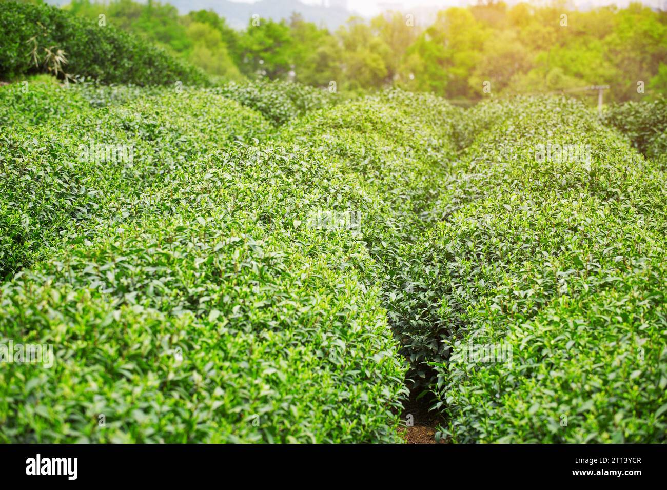 Beautiful fresh green chinese tea plantation. Hangzhou Xi Hu west lake ...