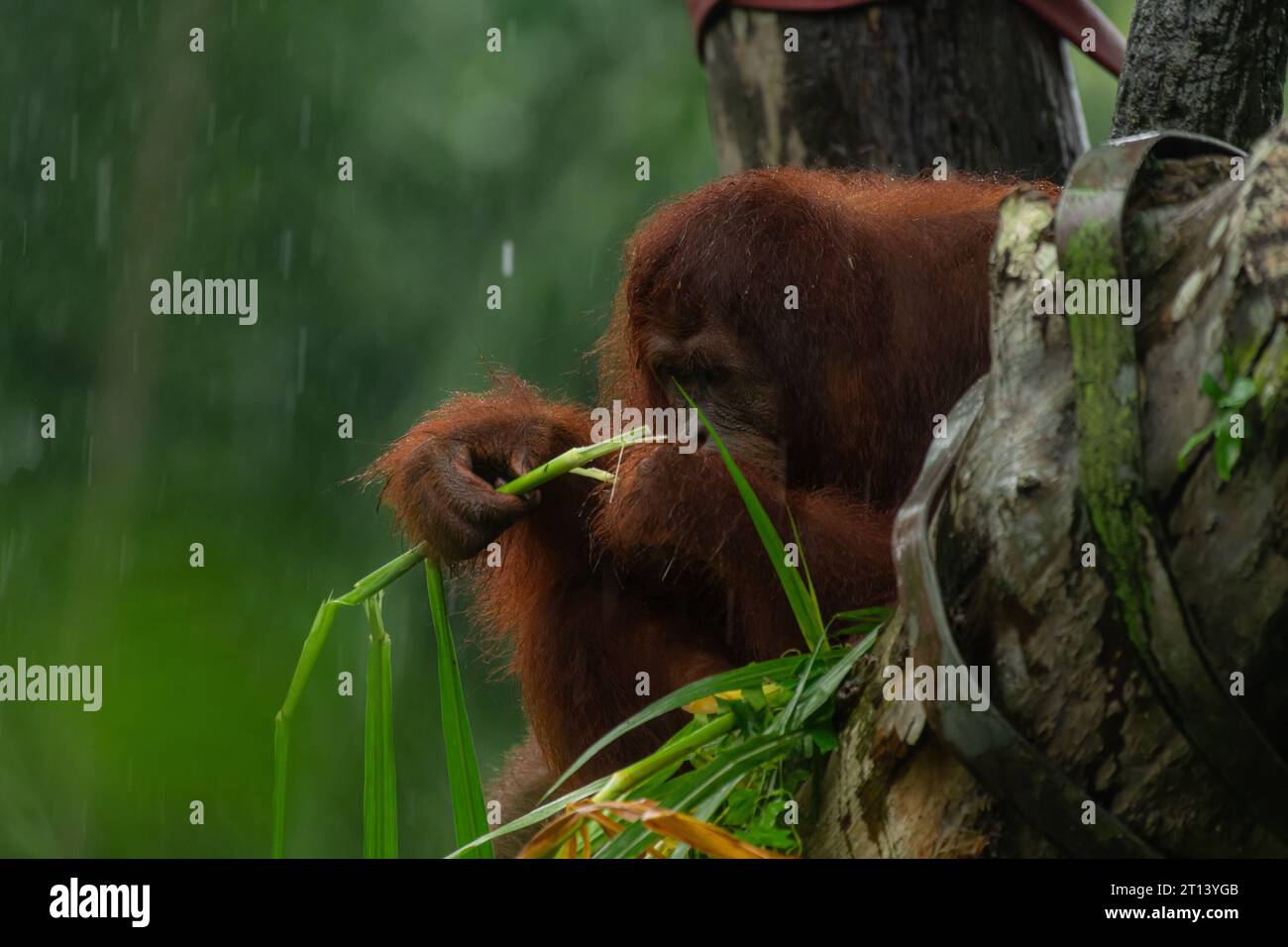 Male orangutan eating leaves behind the tree. Rainy day, background ...