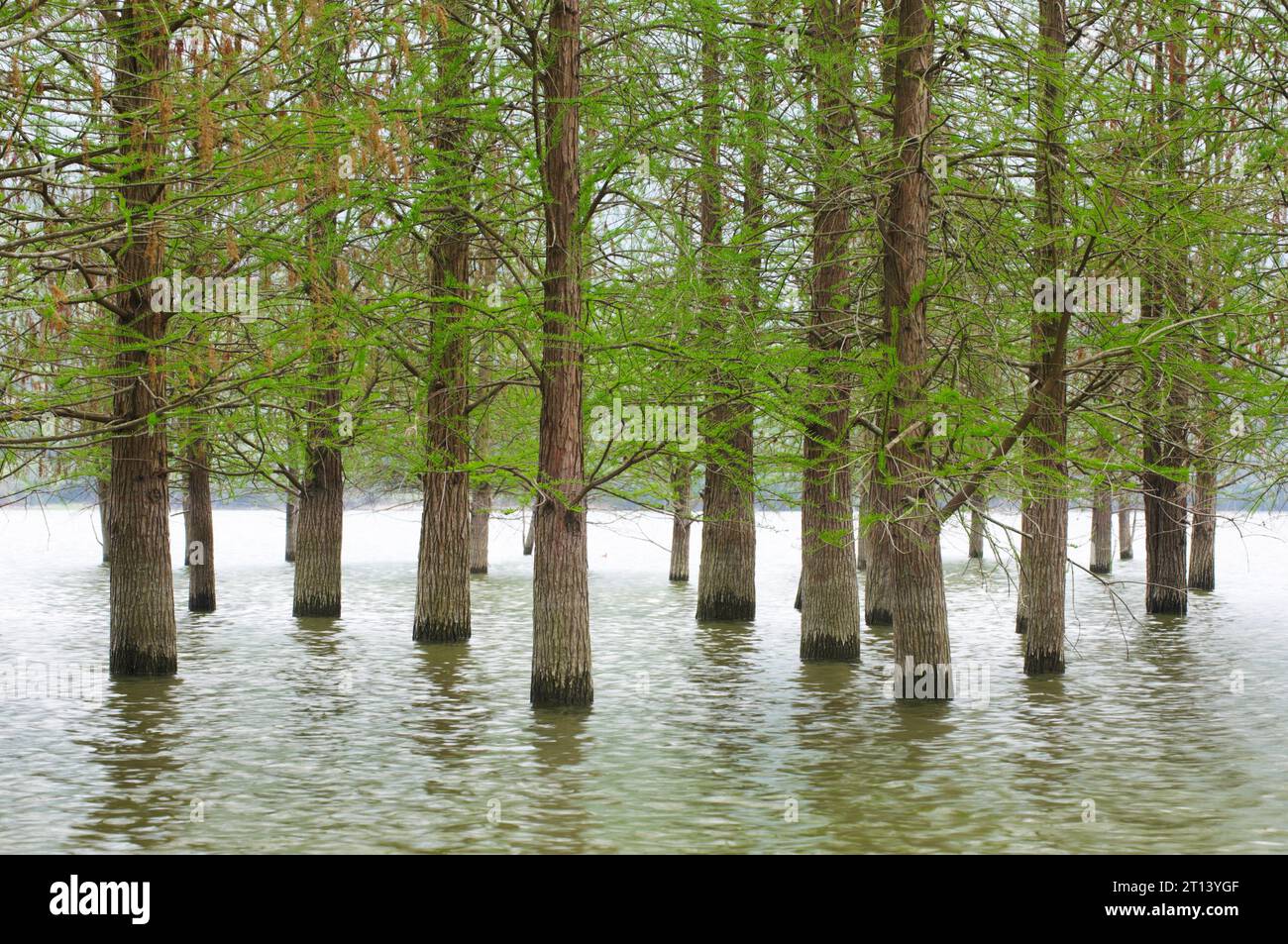 Floodedforest hi-res stock photography and images - Alamy