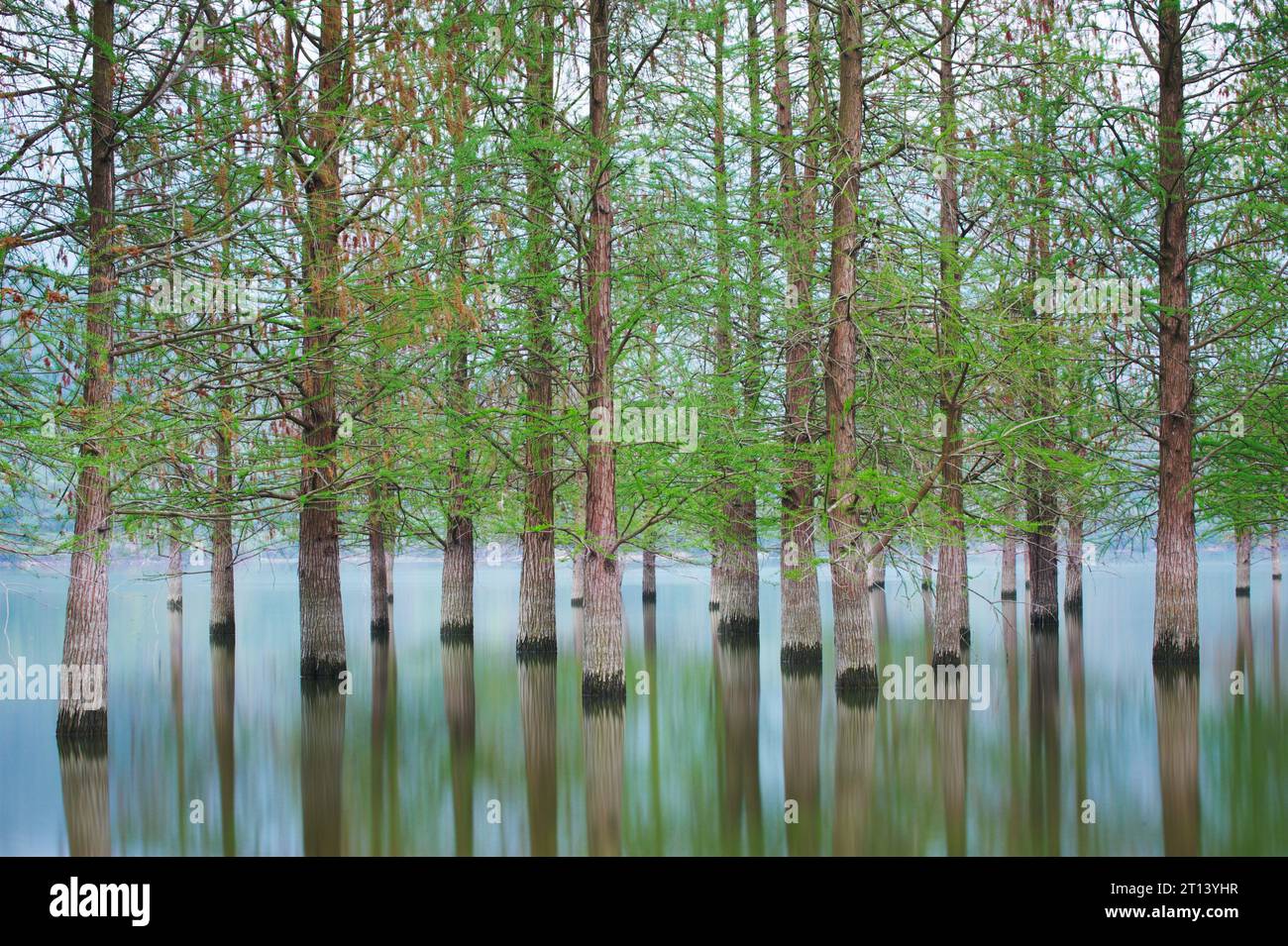 Floodedforest hi-res stock photography and images - Alamy